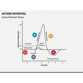 Action Potential PowerPoint and Google Slides Template - PPT Slides