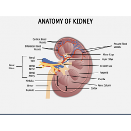 Anatomy of Kidney PowerPoint and Google Slides Template - PPT Slides