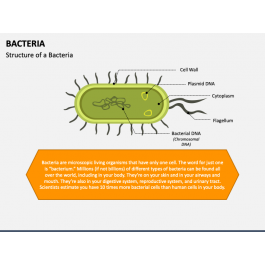Bacteria PowerPoint and Google Slides Template - PPT Slides