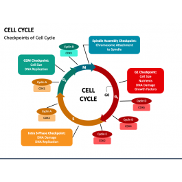 Ppt Cell Discovery Cell Theory Powerpoint Presentation Free