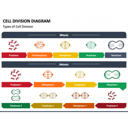 Cell Division Diagram PowerPoint and Google Slides Template - PPT Slides