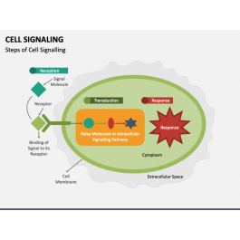 Cell Signaling PowerPoint and Google Slides Template - PPT Slides