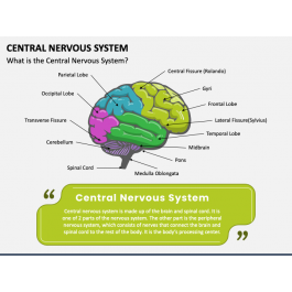Central Nervous System PowerPoint and Google Slides Template - PPT Slides