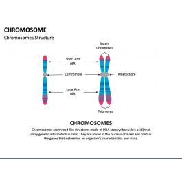 Chromosome PowerPoint and Google Slides Template - PPT Slides