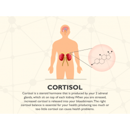 Cortisol PowerPoint and Google Slides Template - PPT Slides