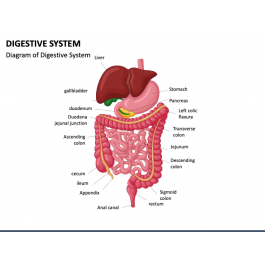 Digestive System PowerPoint and Google Slides Template - PPT Slides
