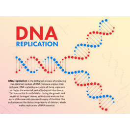 Free - DNA Replication PowerPoint and Google Slides Template - PPT Slides