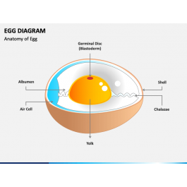 Egg Diagram for PowerPoint and Google Slides - PPT Slides