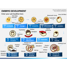Embryo Development PowerPoint and Google Slides Template - PPT Slides