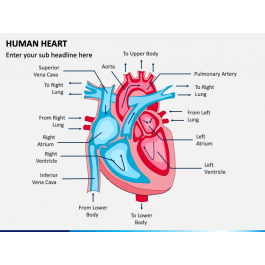 Human Heart PowerPoint and Google Slides Template - PPT Slides