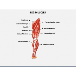 Leg Muscles Graphics for PowerPoint and Google Slides - PPT Slides