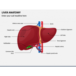 Liver Anatomy PowerPoint and Google Slides Template - PPT Slides