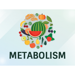 Metabolism PowerPoint and Google Slides Template - PPT Slides