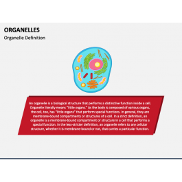 Organelles PowerPoint and Google Slides Template - PPT Slides