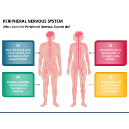 Peripheral Nervous System PowerPoint and Google Slides Template - PPT ...