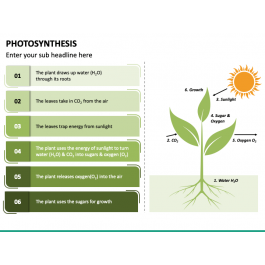 Photosynthesis PowerPoint and Google Slides Template - PPT Slides
