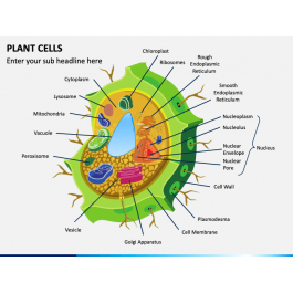 Ppt Diversity Of Plants Powerpoint Presentation Free Download Id