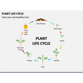 Plant Life Cycle PowerPoint and Google Slides Template - PPT Slides