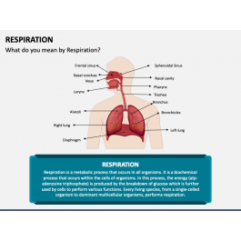 Respiration PowerPoint and Google Slides Template - PPT Slides