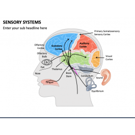 Sensory Systems PowerPoint and Google Slides Template - PPT Slides