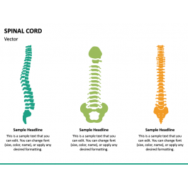 Ppt Gross Anatomy Of The Spinal Cord Powerpoint