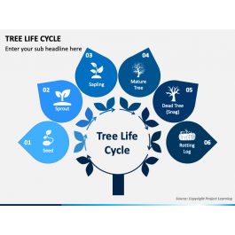Tree Life Cycle PowerPoint and Google Slides Template - PPT Slides