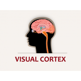 Visual Cortex PowerPoint and Google Slides Template - PPT Slides
