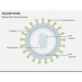Yellow Fever PowerPoint and Google Slides Template - PPT Slides