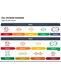 cell cycle powerpoint template