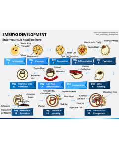 fetus development ppt