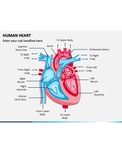 Heart PowerPoint & Google Slides Templates