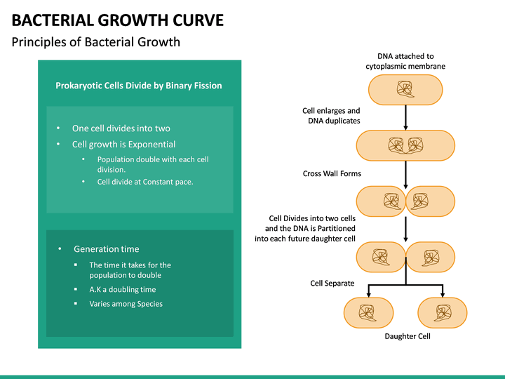 Bacterial Growth Curve PowerPoint Template | SketchBubble