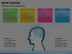 Brain Diagram for PowerPoint and Google Slides - PPT Slides