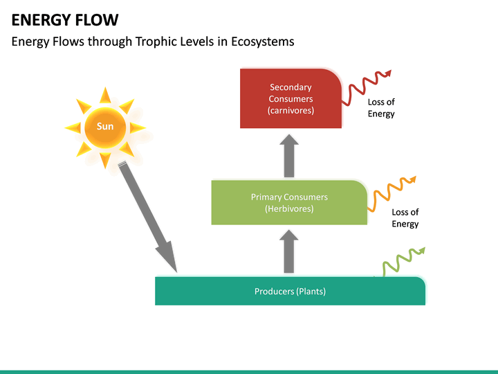 This Diagram Illustrates Energy Flow Through A