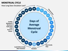 Free Menstrual Cycle PPT - PowerPoint and Google Slides Template