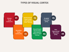Visual Cortex PowerPoint and Google Slides Template - PPT Slides