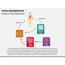 Page 5 - Health & Wellness Templates for PowerPoint and Google Slides ...