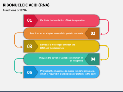 Ribonucleic Acid (RNA) PowerPoint and Google Slides Template - PPT Slides