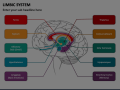 Limbic System PowerPoint and Google Slides Template - PPT Slides