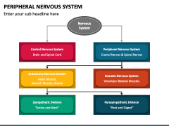 Peripheral Nervous System PowerPoint and Google Slides Template - PPT ...