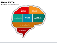 Limbic System PowerPoint and Google Slides Template - PPT Slides