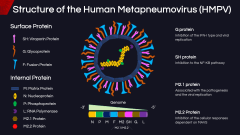 Free - Human Metapneumovirus (HMPV) PowerPoint and Google Slides ...