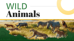 Free - Wild Animals Presentation for PowerPoint and Google Slides - PPT ...