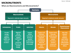 Micronutrients PowerPoint and Google Slides Template - PPT Slides