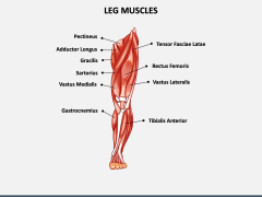 Leg Muscles Graphics for PowerPoint and Google Slides - PPT Slides