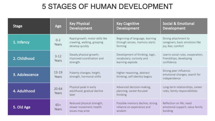 5 Stages of Human Development PowerPoint and Google Slides Template ...