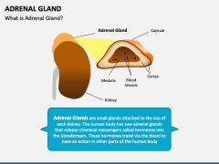 Adrenal Gland PowerPoint and Google Slides Template - PPT Slides