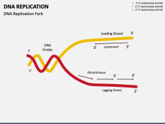 Free - DNA Replication PowerPoint and Google Slides Template - PPT Slides