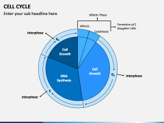 Cell Cycle PowerPoint and Google Slides Template - PPT Slides