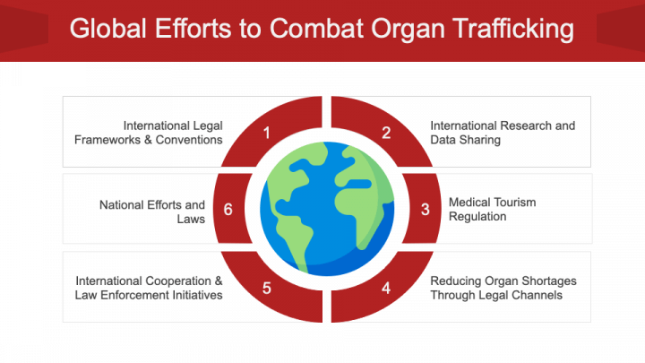 Organ Trafficking PowerPoint and Google Slides Template - PPT Slides